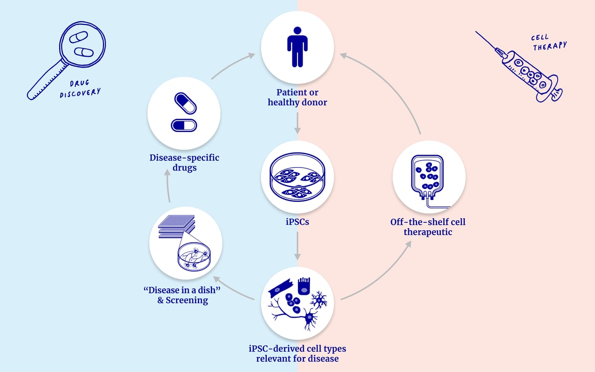 Evotec's iPSC lighthouse - The world-leading iPSC platform