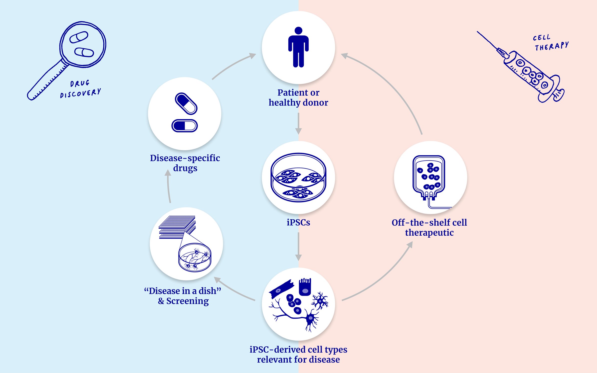 Evotec's iPSC lighthouse - The world-leading iPSC platform